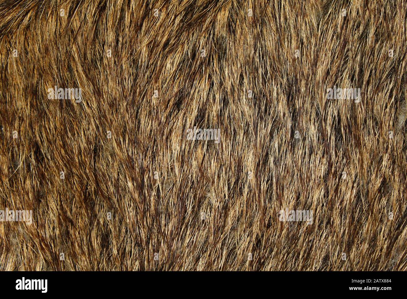The picture shows a wild boar fur Stock Photo - Alamy