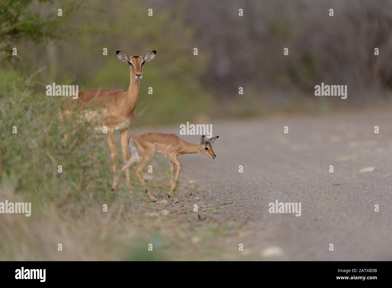 impala calf, baby impala Stock Photo - Alamy