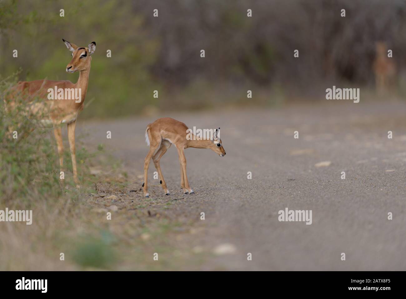 impala calf, baby impala Stock Photo - Alamy