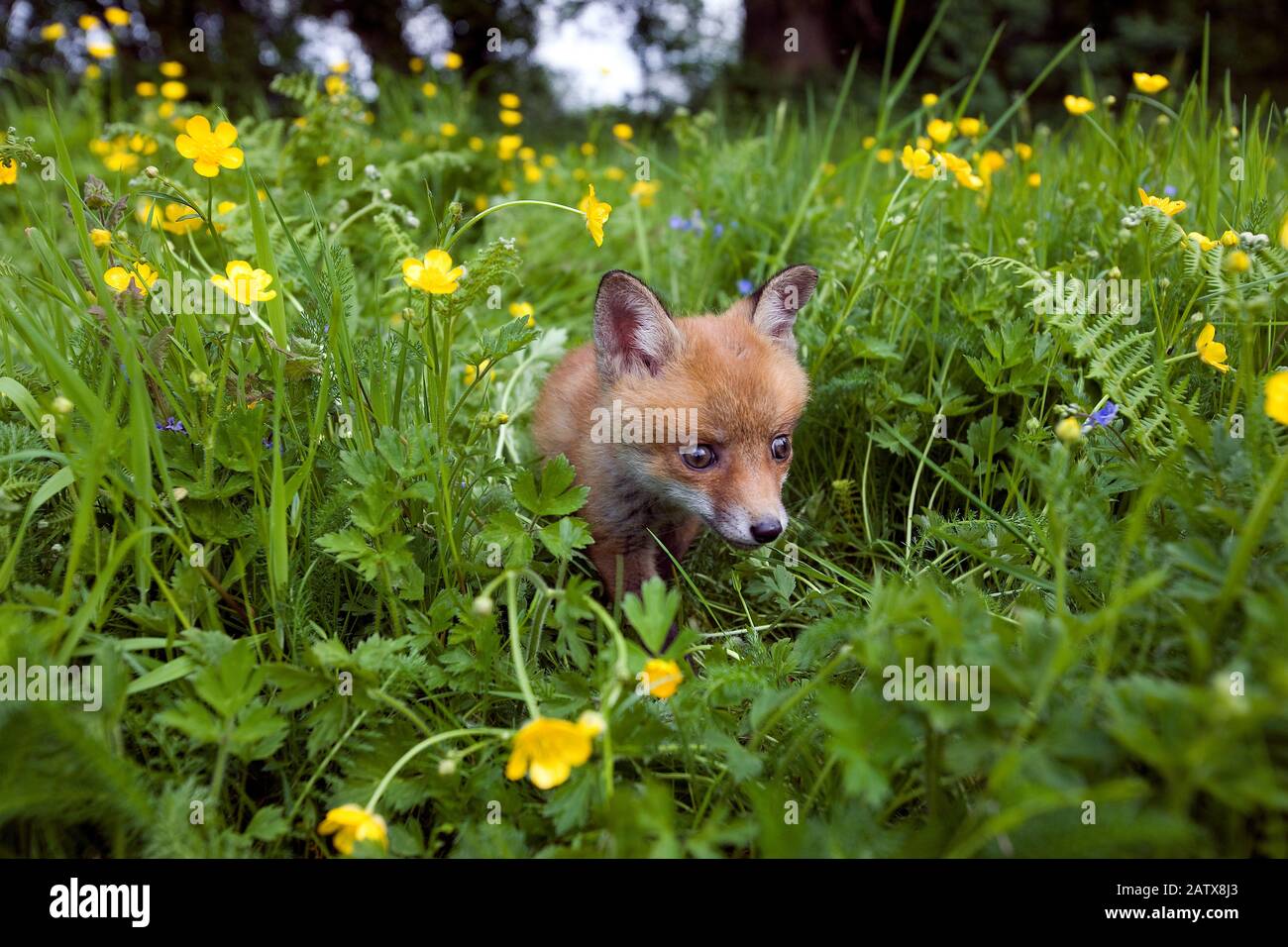 Red Fox, vulpes vulpes, Cub standing in Flowers, Normandy Stock Photo - Alamy