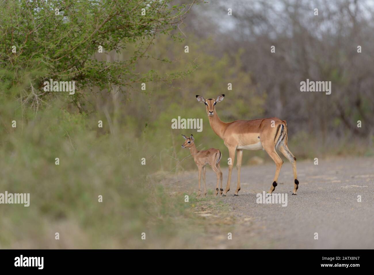 impala calf, baby impala Stock Photo - Alamy