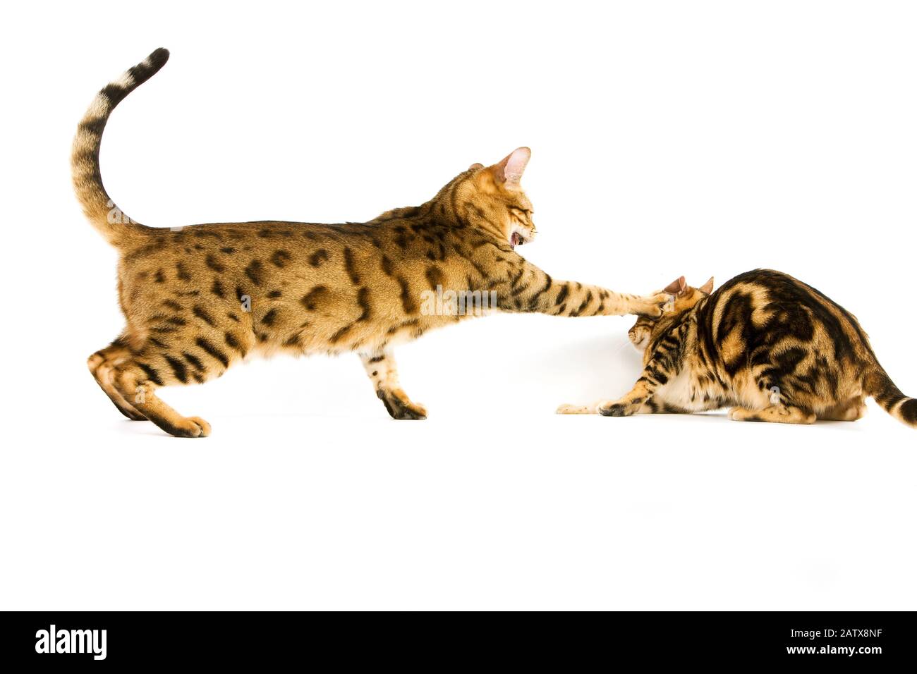Brown Spotted Tabby and Brown Marbled Tabby Bengal Domestic Cat, Adults ...