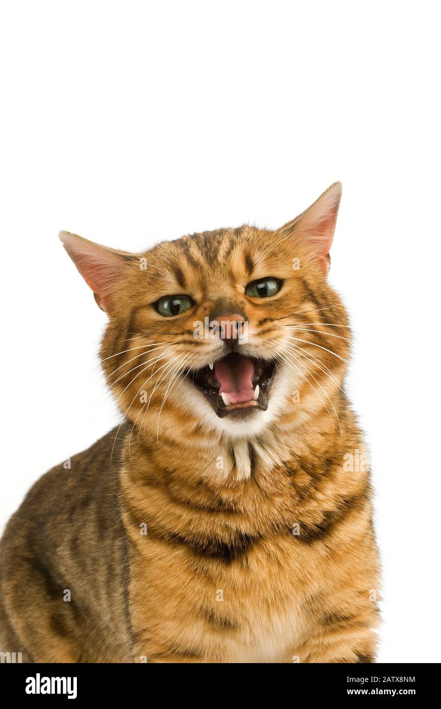 Snarling Domestic Cat High Resolution Stock Photography and Images - Alamy