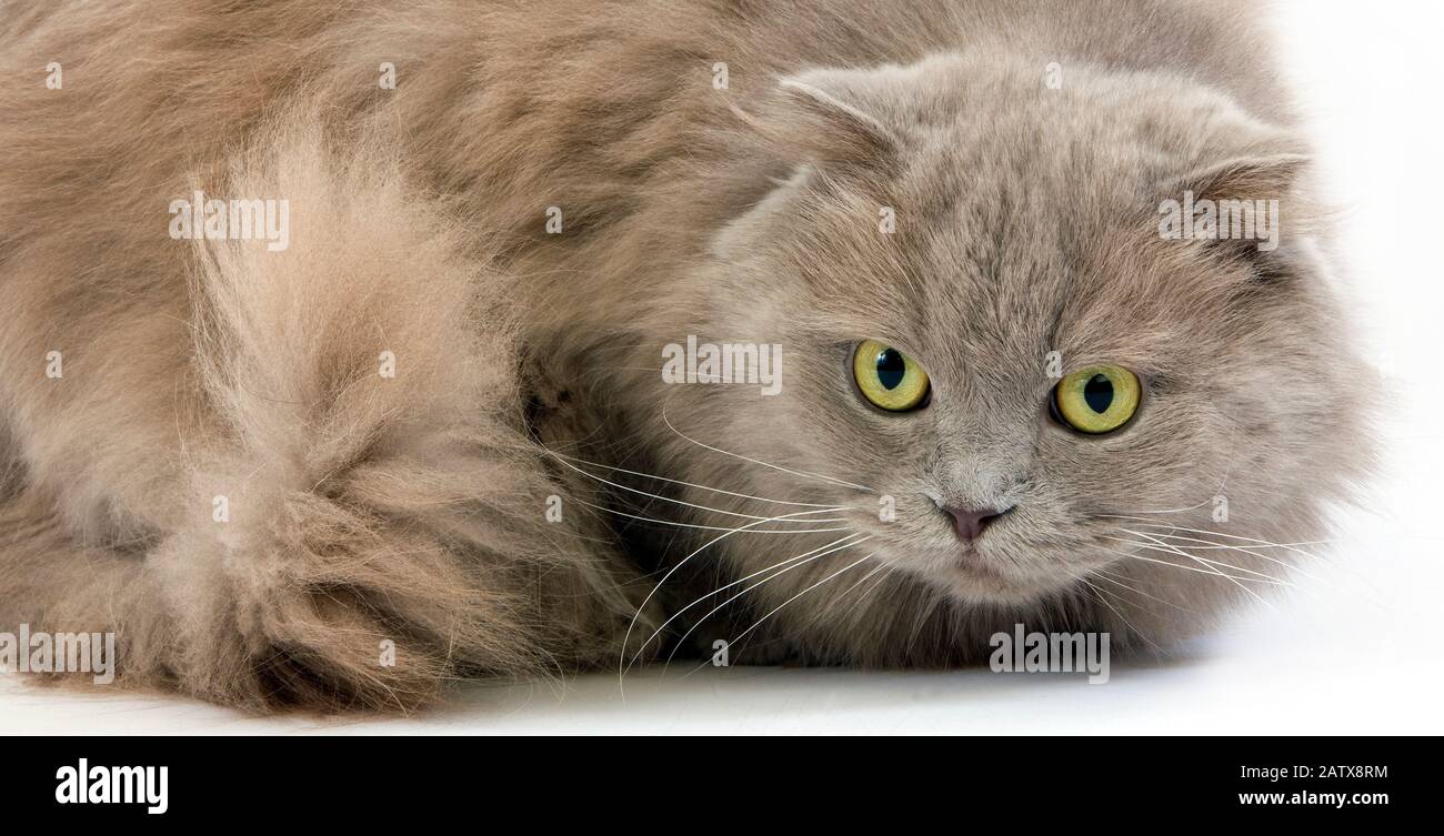 Lilac Self Highland Fold or Lilac Self Scottish Fold Longhair Domestic ...