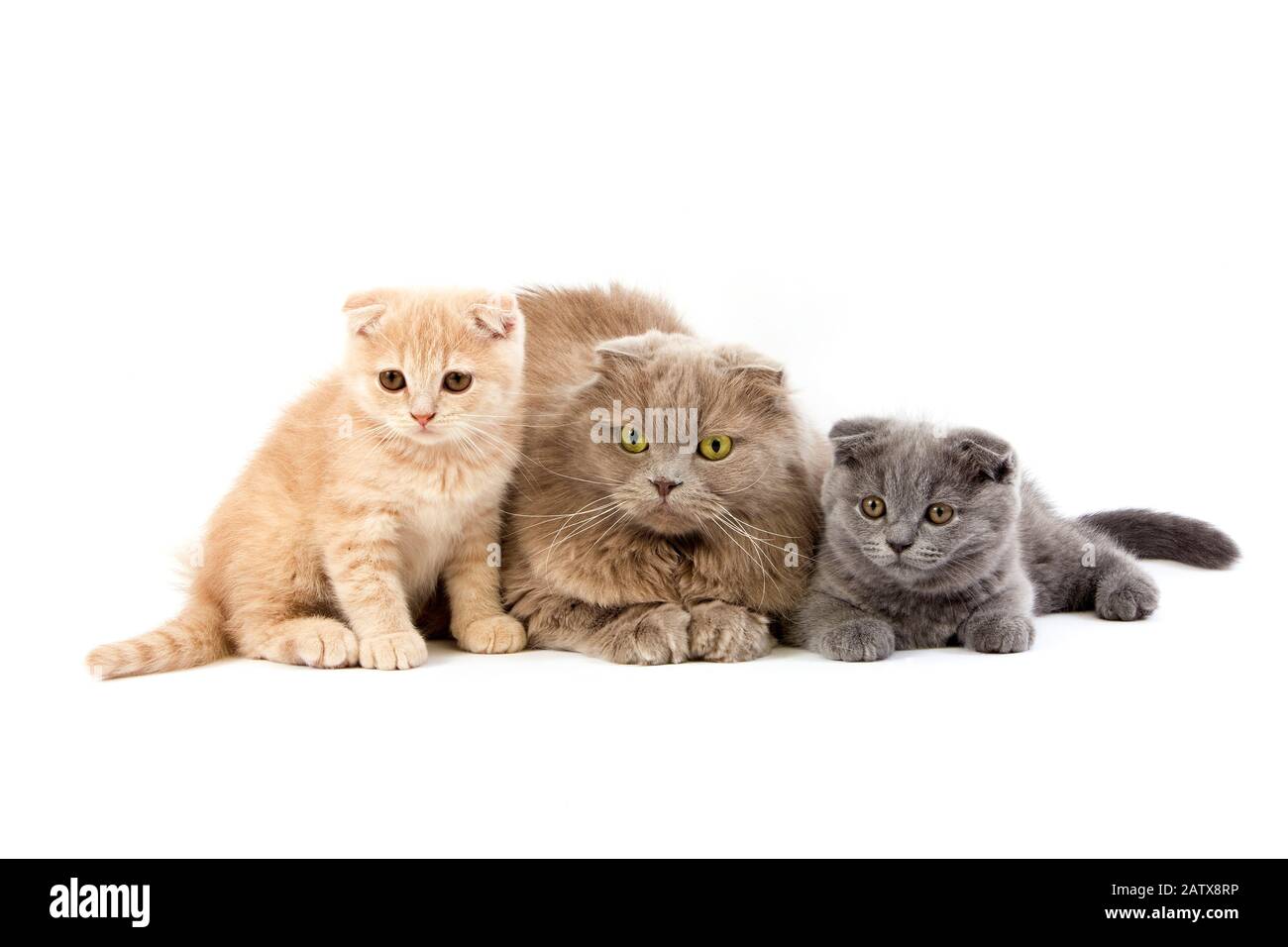 Female Lilac Self Highland Fold Domestic Cat with 2 months old Kittens ...