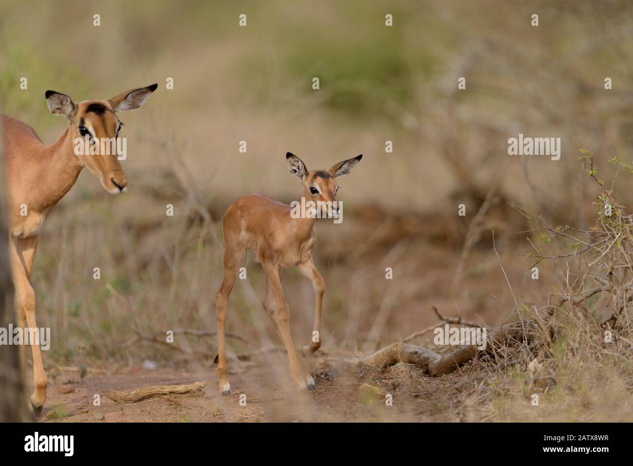 impala calf, baby impala Stock Photo - Alamy