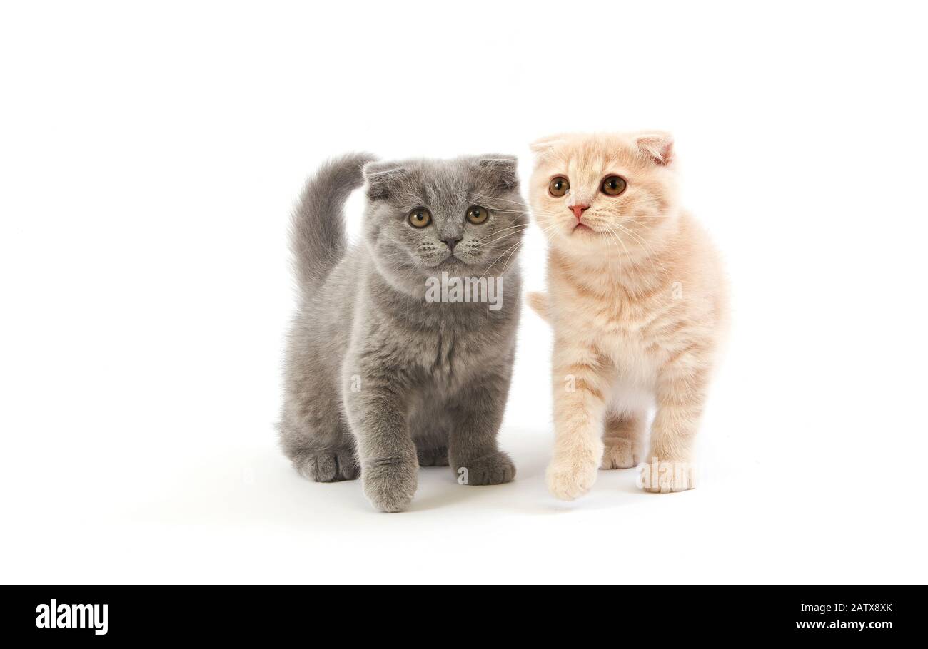 Cream Scottish Fold and Blue Scottish Fold Domestic Cat, 2 months old ...