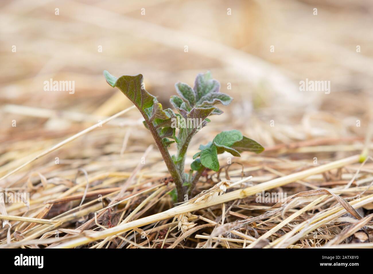 No Dig Garden Bed High Resolution Stock Photography and Images - Alamy