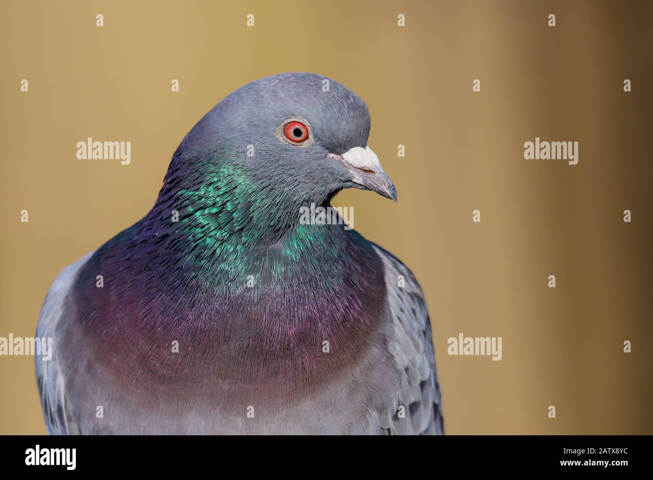 Homing pigeon uk hi-res stock photography and images - Alamy
