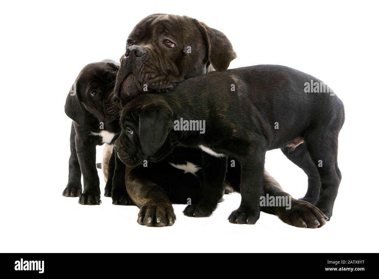 Cane Corso, a Dog Breed from Italy, Female with Pup laying against ...