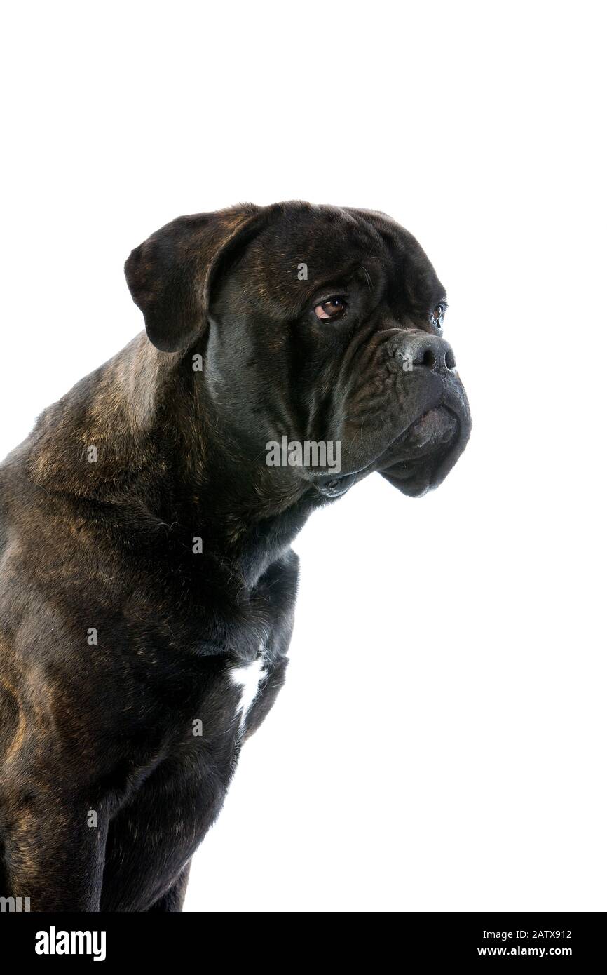 Cane Corso, a Dog Breed from Italy, Adult sitting against White ...