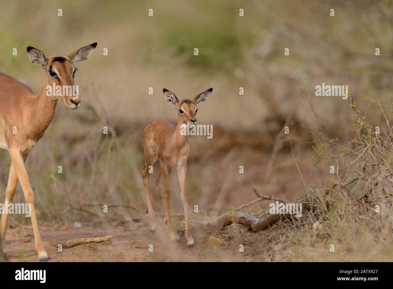 impala calf, baby impala Stock Photo - Alamy