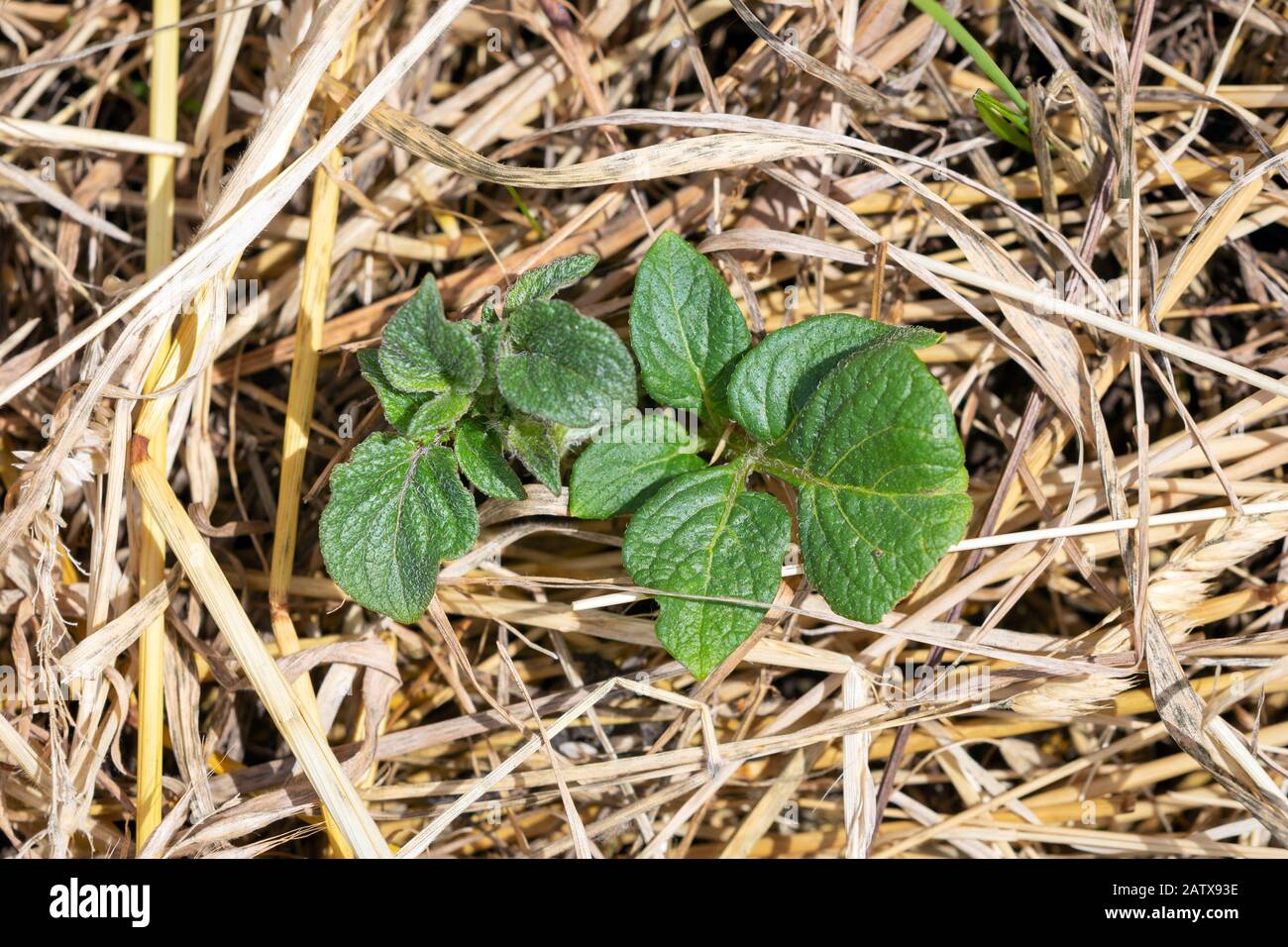 Potato sprout hi-res stock photography and images - Alamy