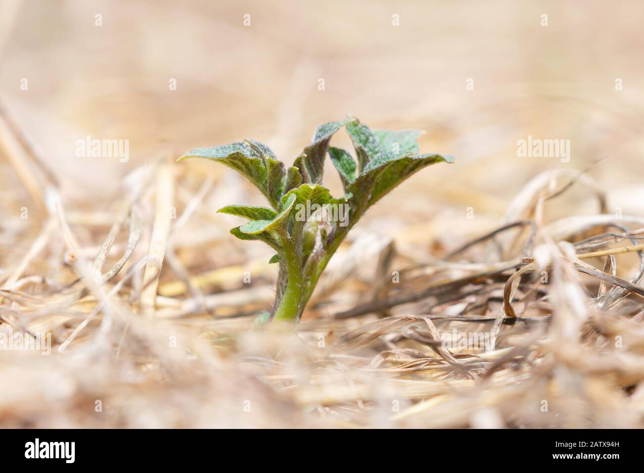 Side view of a young potato sprouts growing in hay or straw bedding bed ...