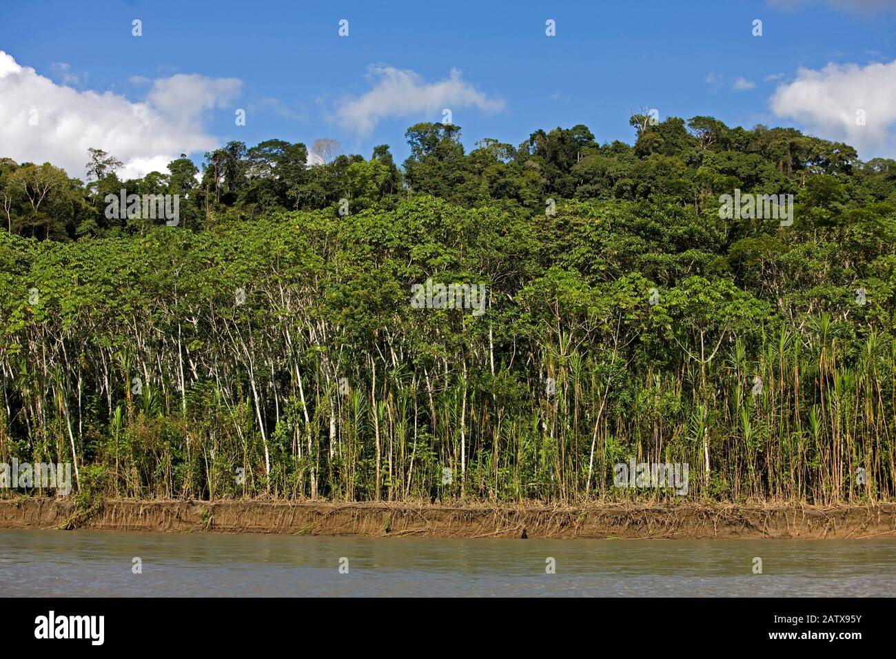 Manu river rainforest manu national hi-res stock photography and images ...