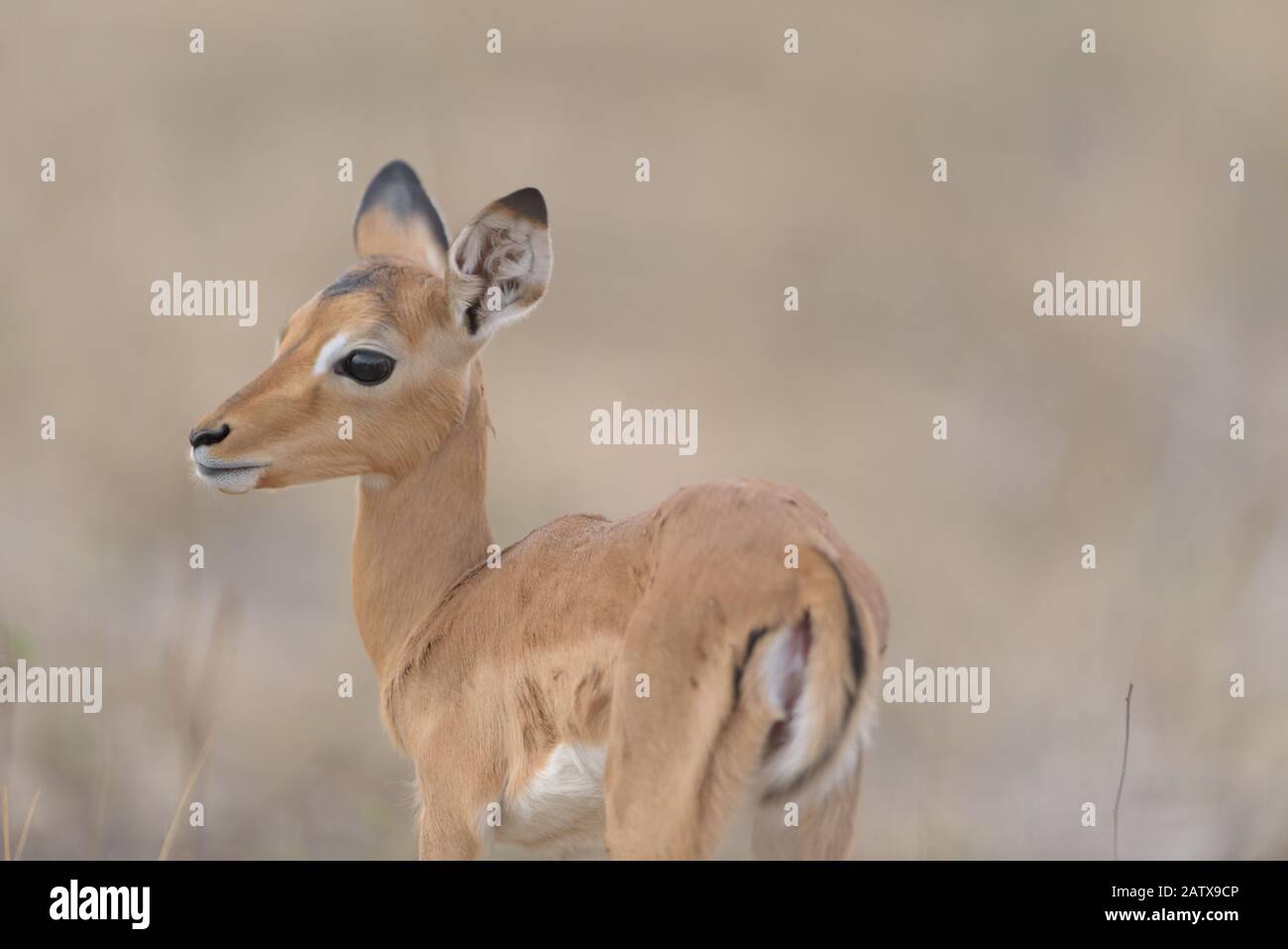 impala calf, baby impala Stock Photo - Alamy
