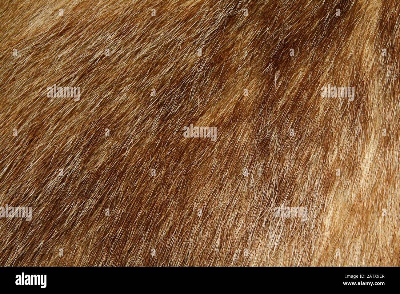 The picture shows a piece of a badger fur Stock Photo - Alamy