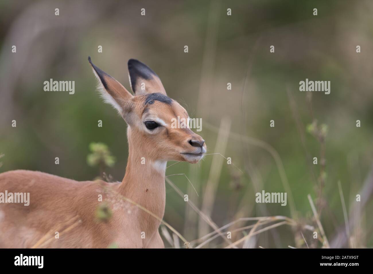 impala calf, baby impala Stock Photo - Alamy