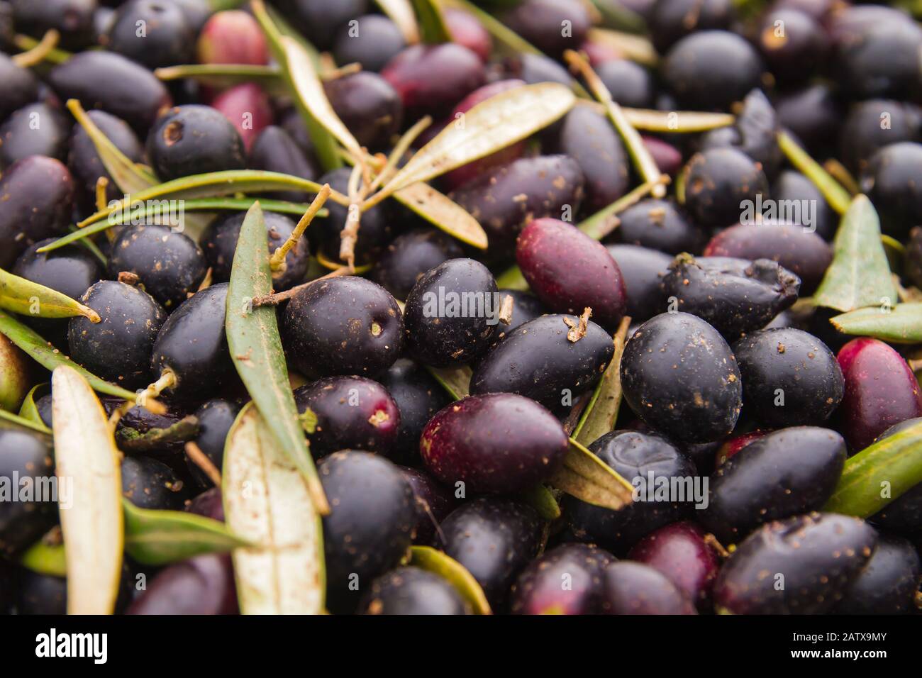 Detail of ripe picual olives Stock Photo - Alamy