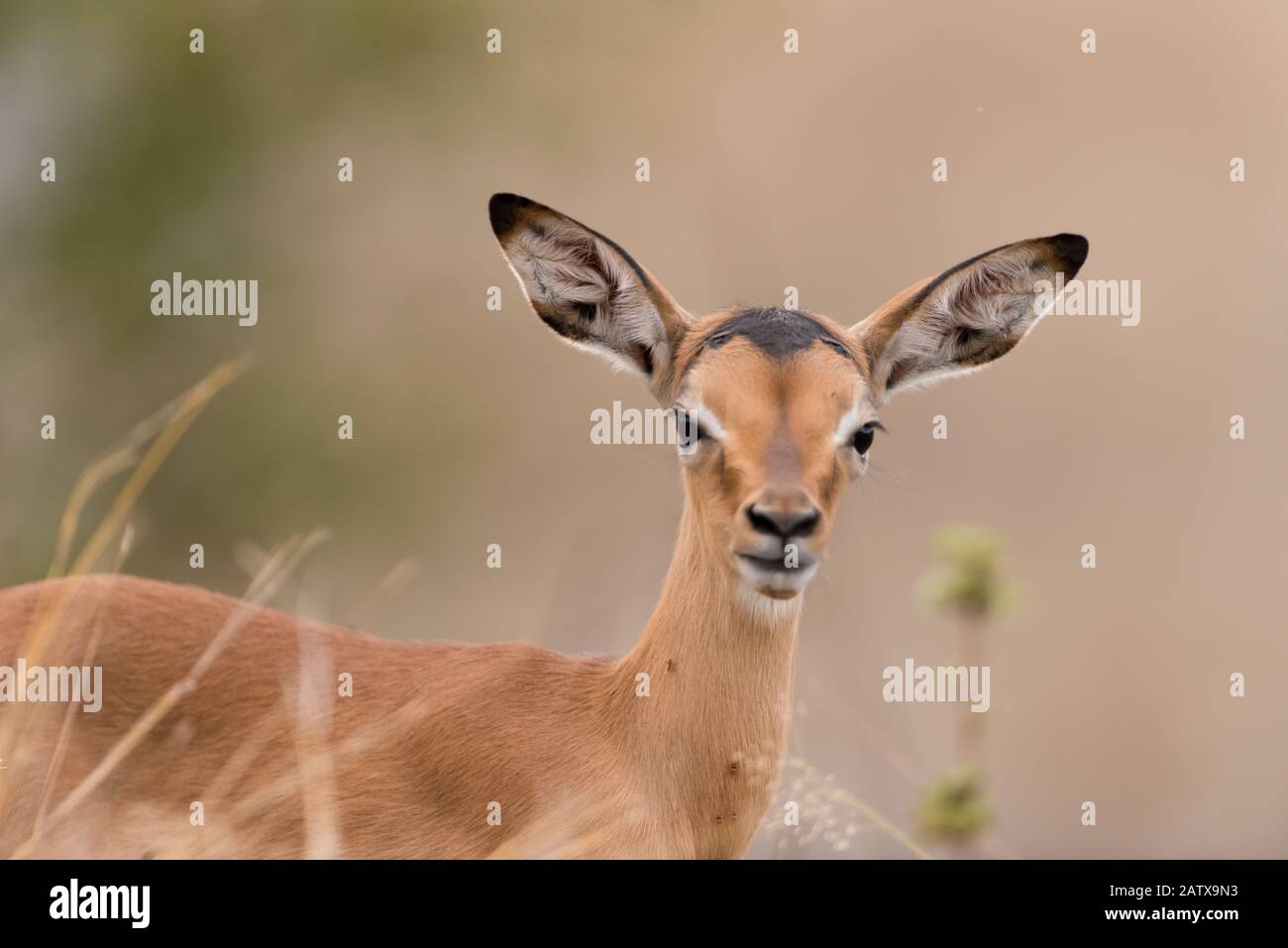 impala calf, baby impala Stock Photo - Alamy