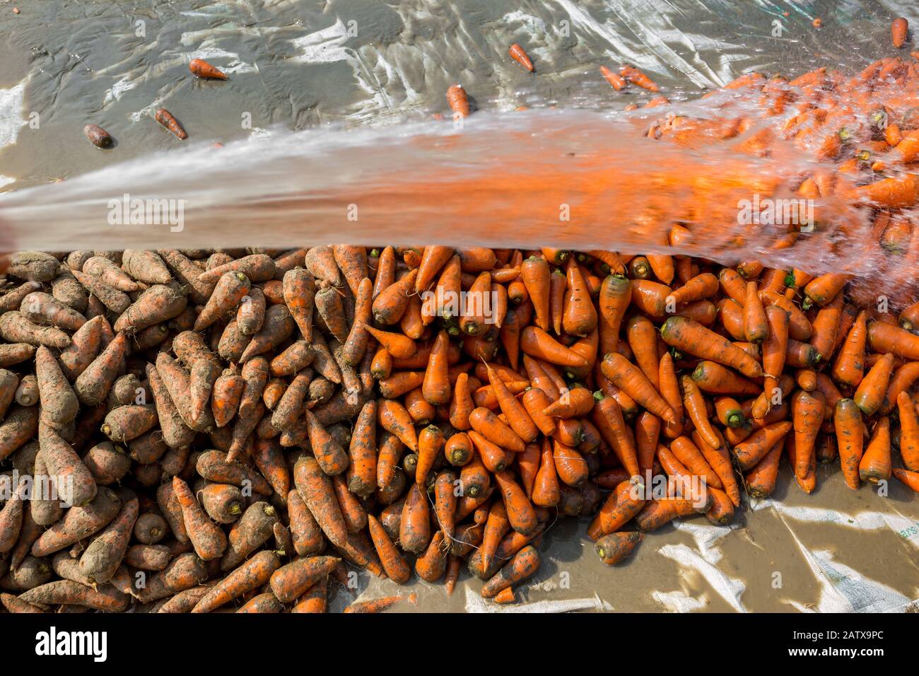 Un-washed and dirty carrot washing on throw pipe water. Food background ...