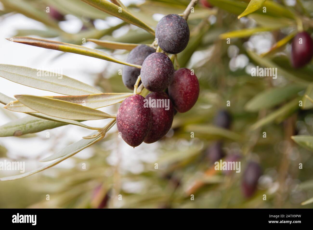 Detail of ripe picual olives Stock Photo - Alamy
