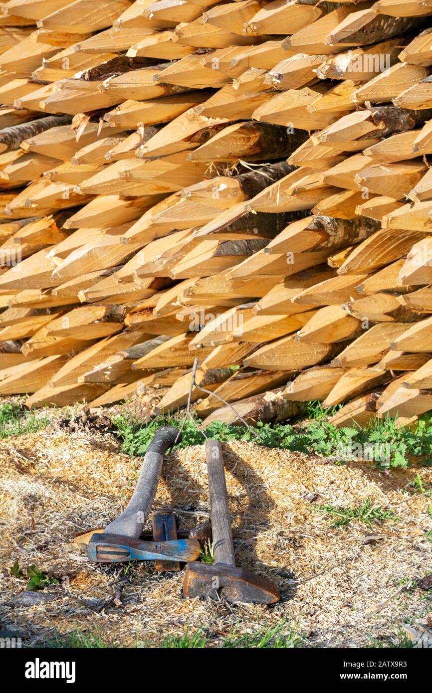 Manually chopped wooden poles with pointy ends, used for fencing, with ...