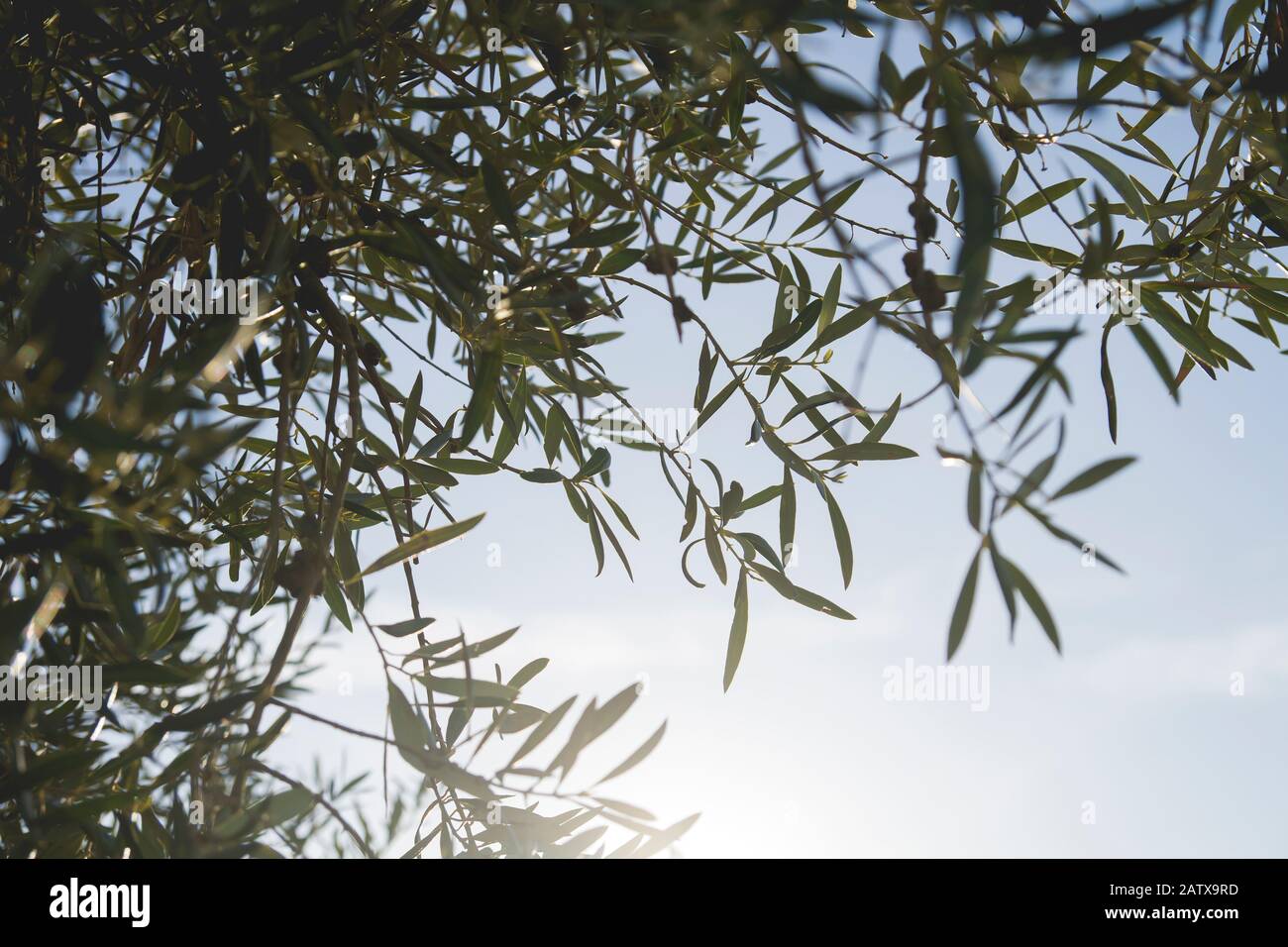 Olive tree evergreen foliage detail and blue sky Stock Photo - Alamy