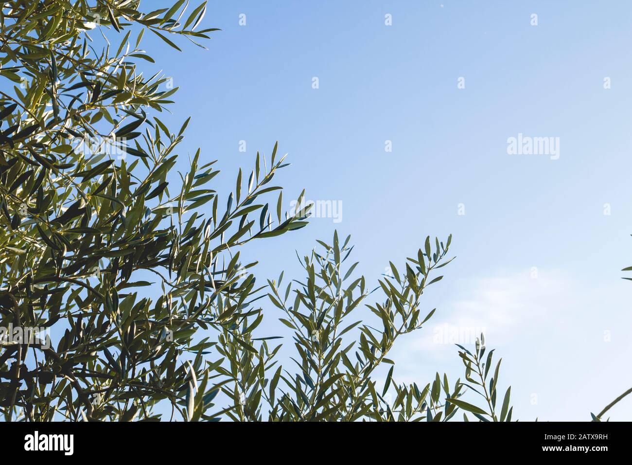 Olive tree evergreen foliage detail and blue sky Stock Photo - Alamy
