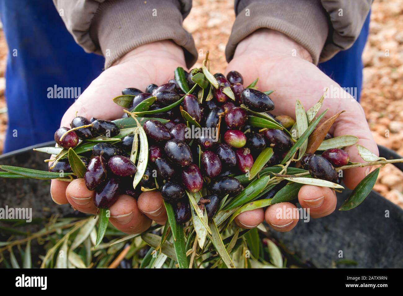 Detail of ripe picual olives Stock Photo - Alamy