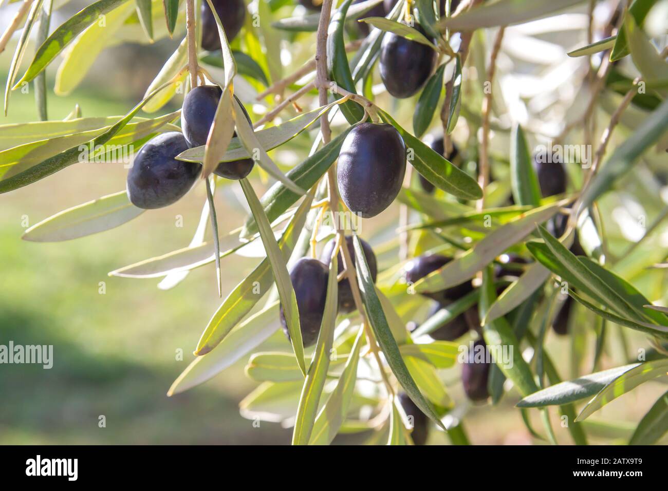 Detail of ripe picual olives Stock Photo - Alamy