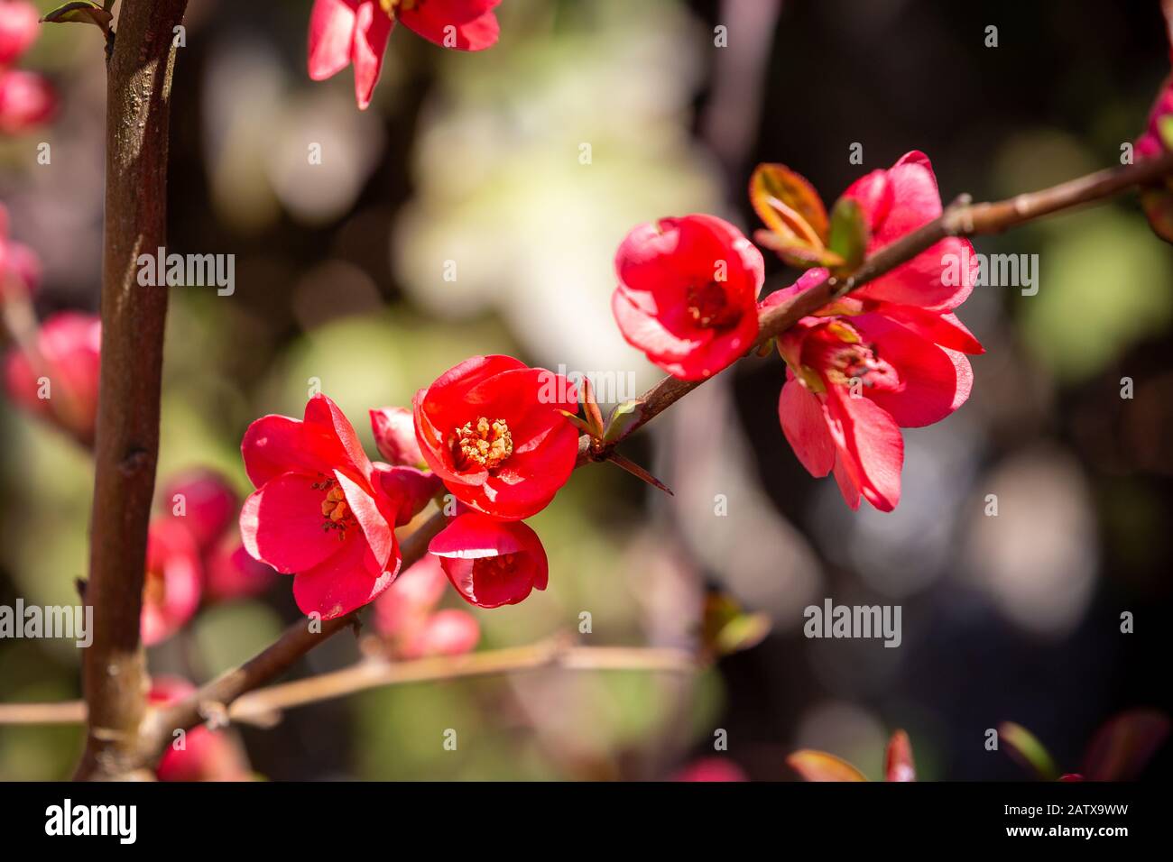 Flowering Maule's or Japanese Quince - Chaenomeles japonica - in early ...
