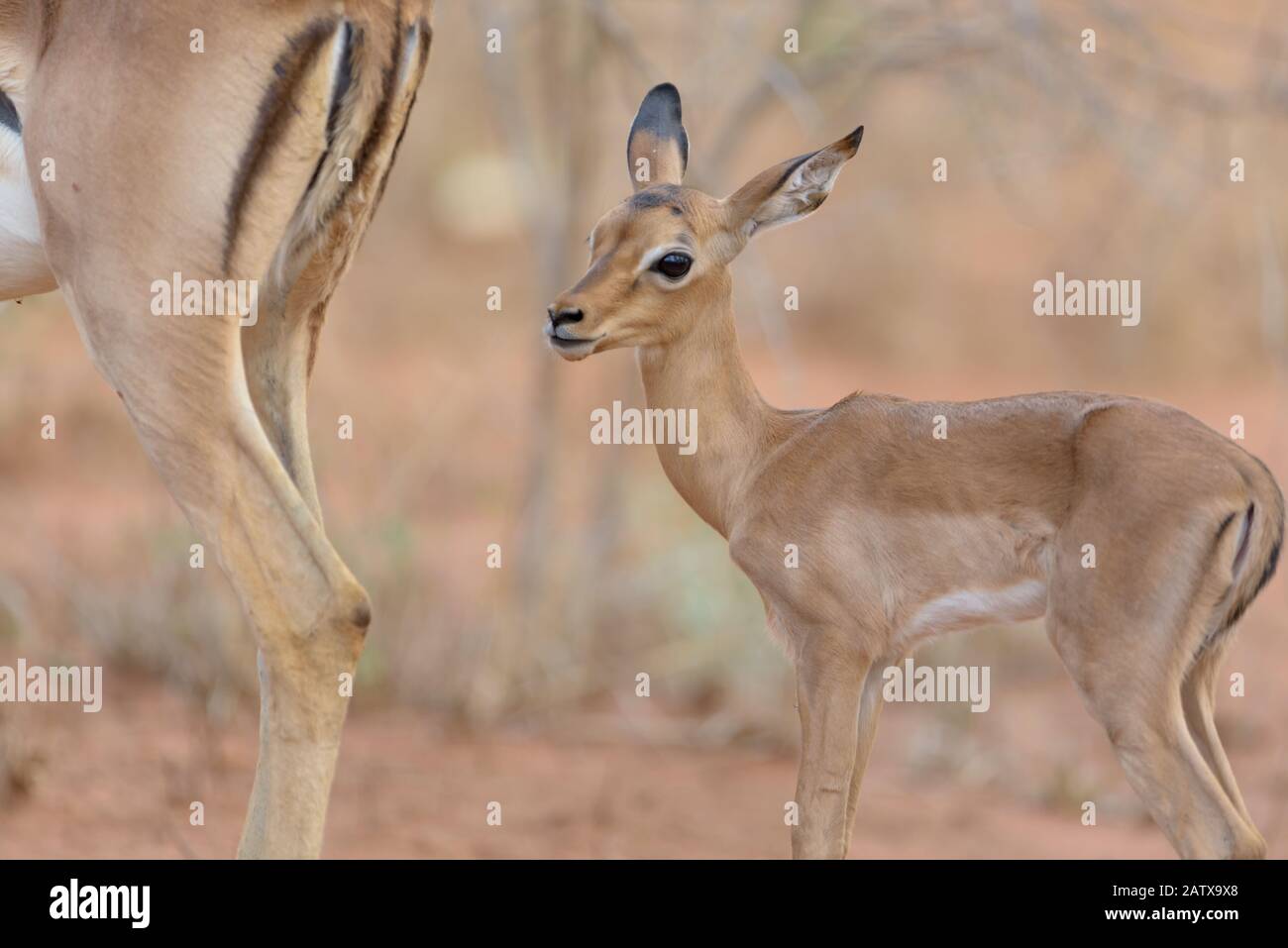 impala calf, baby impala Stock Photo - Alamy
