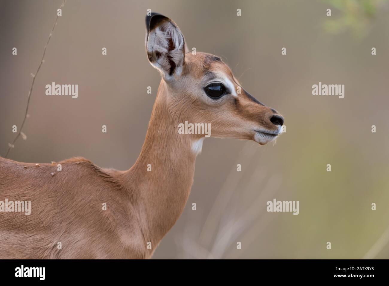 impala calf, baby impala Stock Photo - Alamy