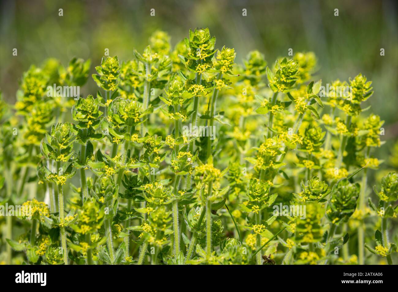 Smooth bedstraw hi-res stock photography and images - Alamy
