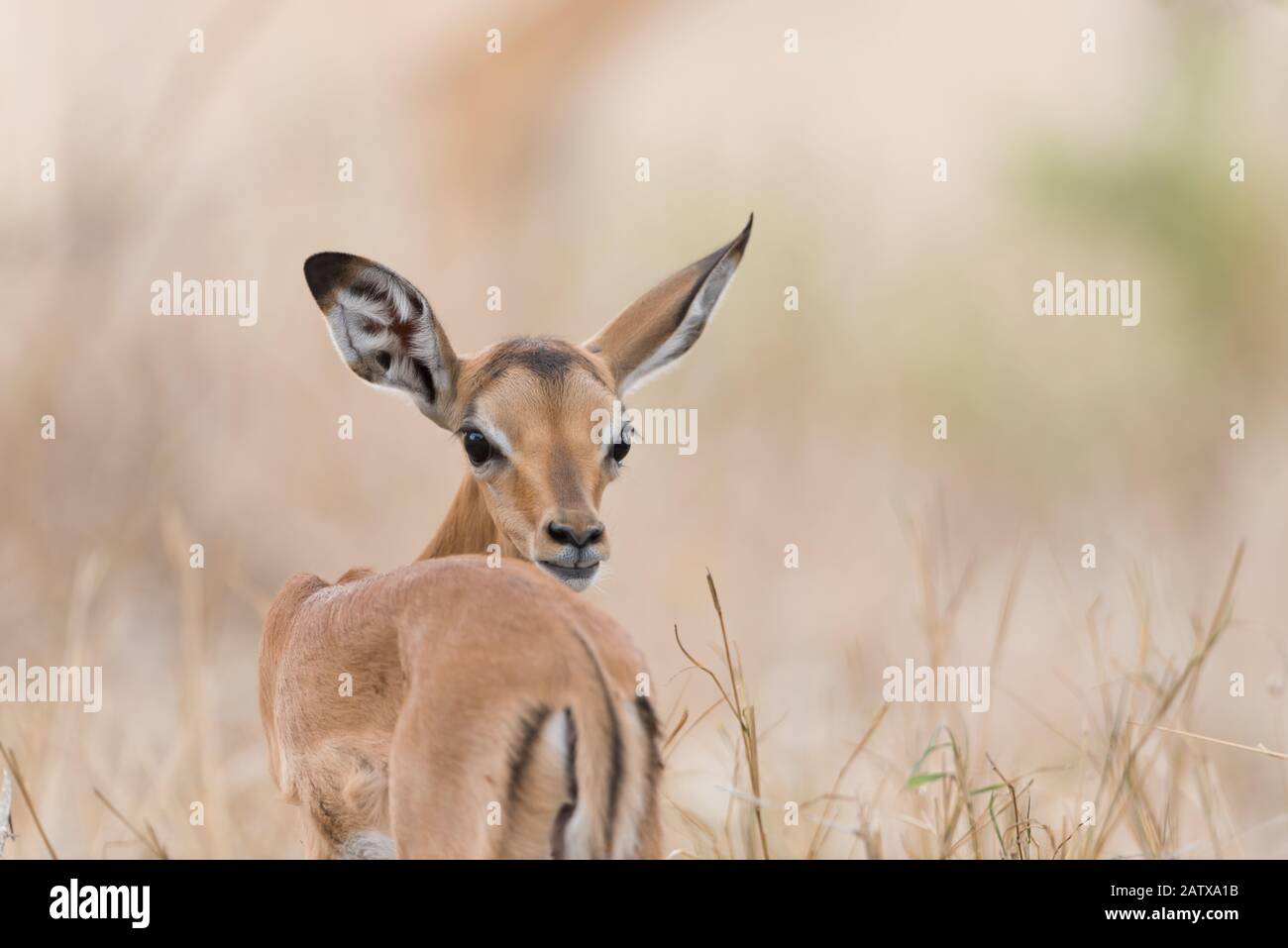 Impala Ewe With Calf High Resolution Stock Photography and Images - Alamy