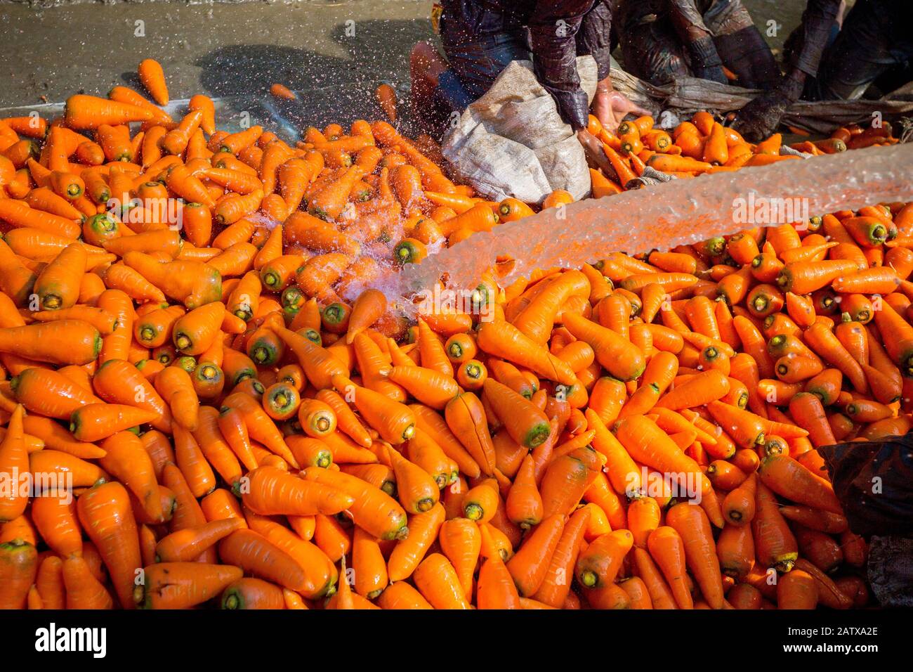 Un-washed and dirty carrot washing on throw pipe water. Food background ...