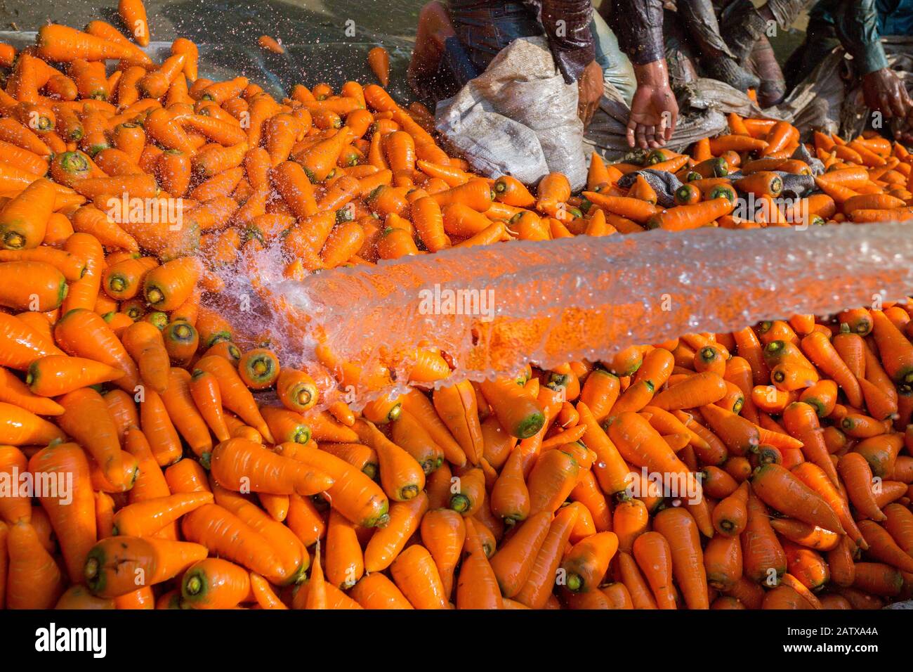 Un-washed and dirty carrot washing on throw pipe water. Food background ...