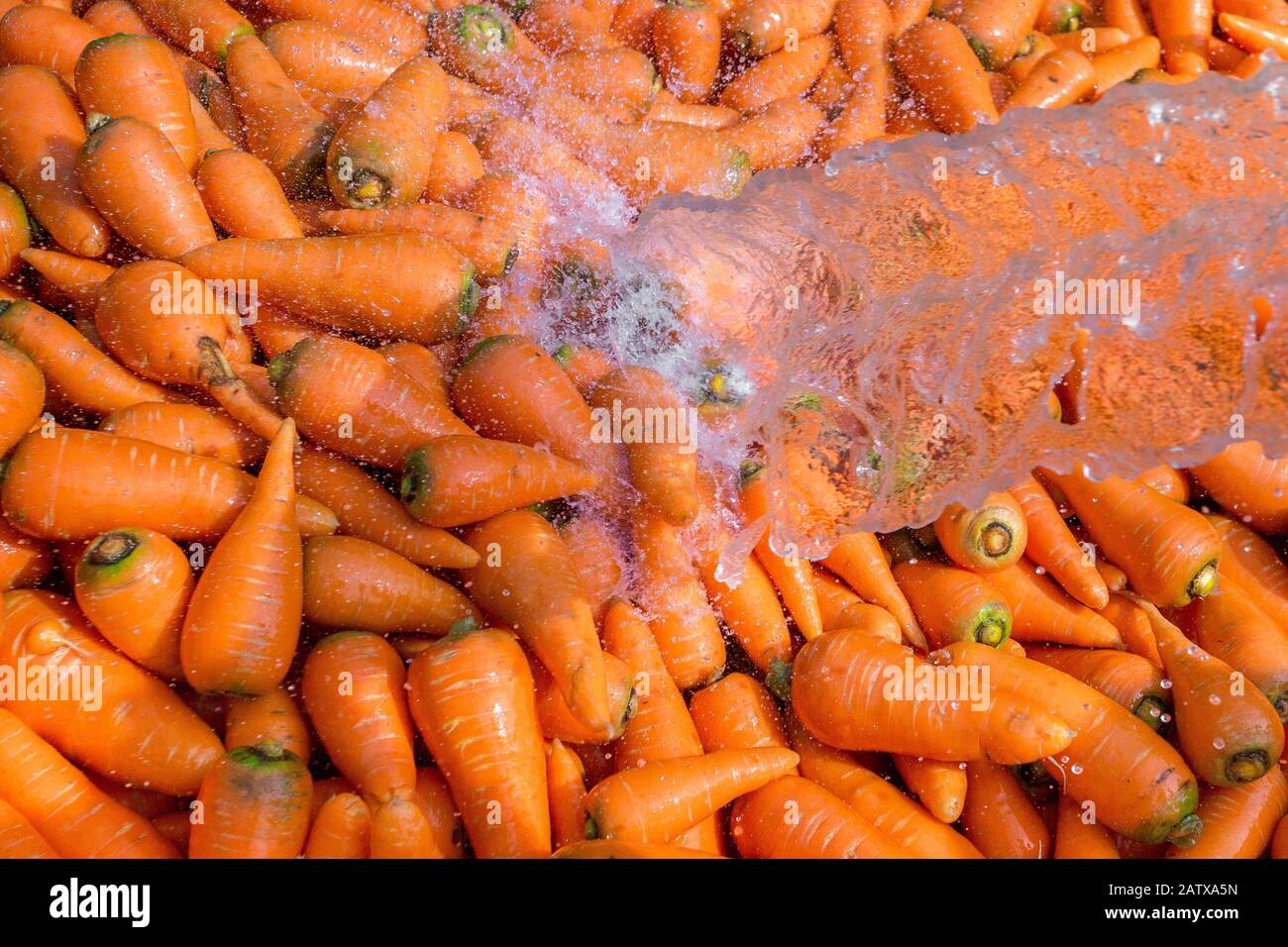 Un-washed and dirty carrot washing on throw pipe water. Food background ...