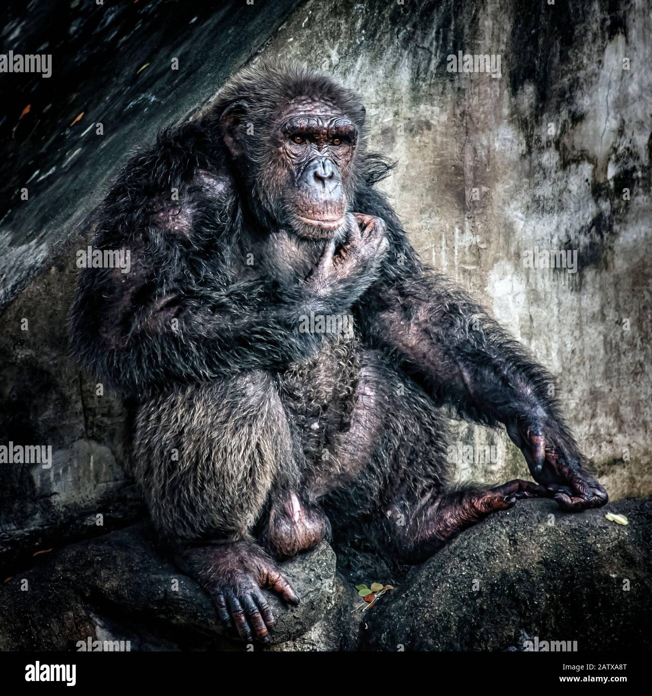 Female chimpanzee face hi-res stock photography and images - Alamy