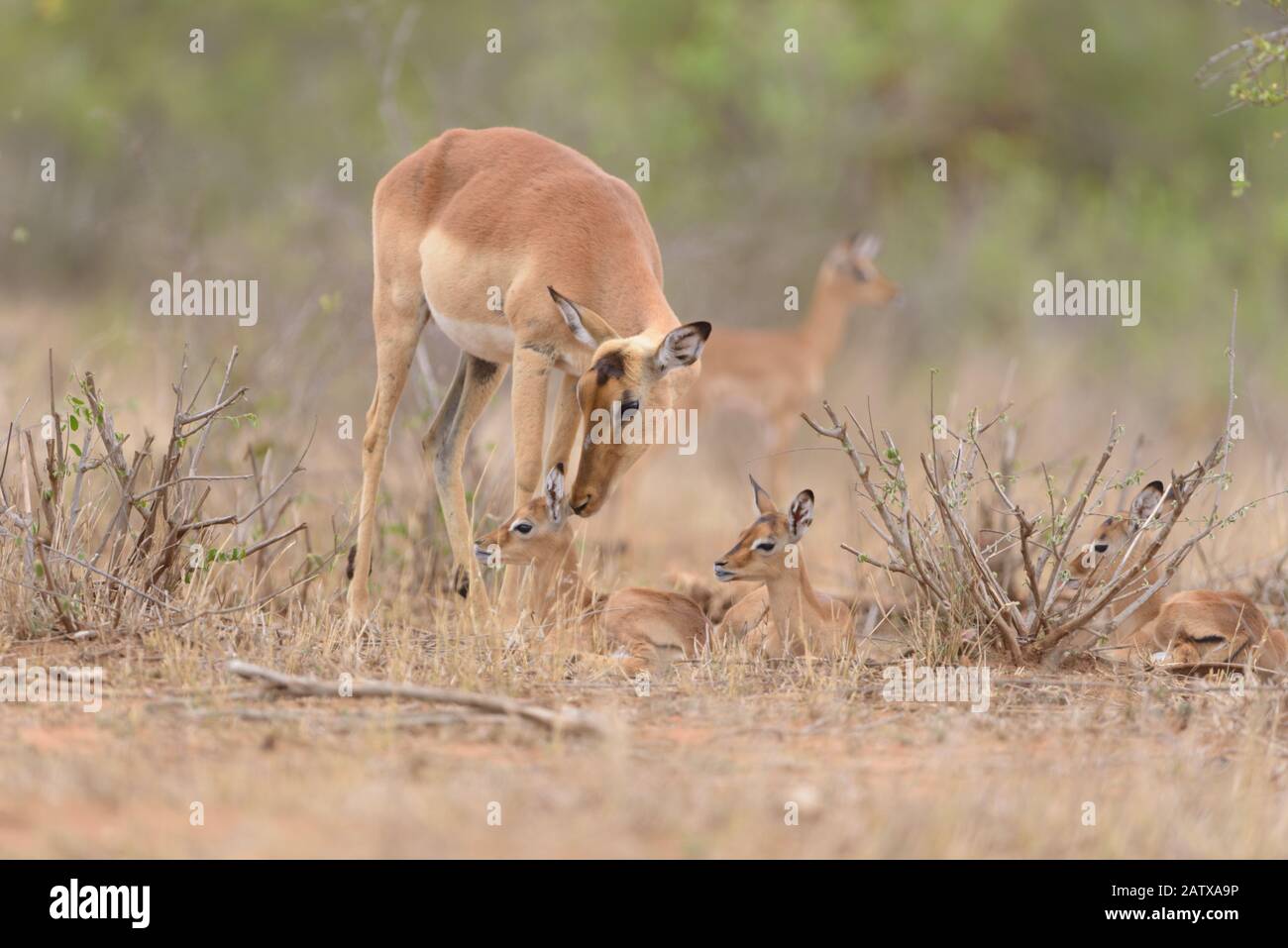 Impala Ewe With Calf High Resolution Stock Photography and Images - Alamy