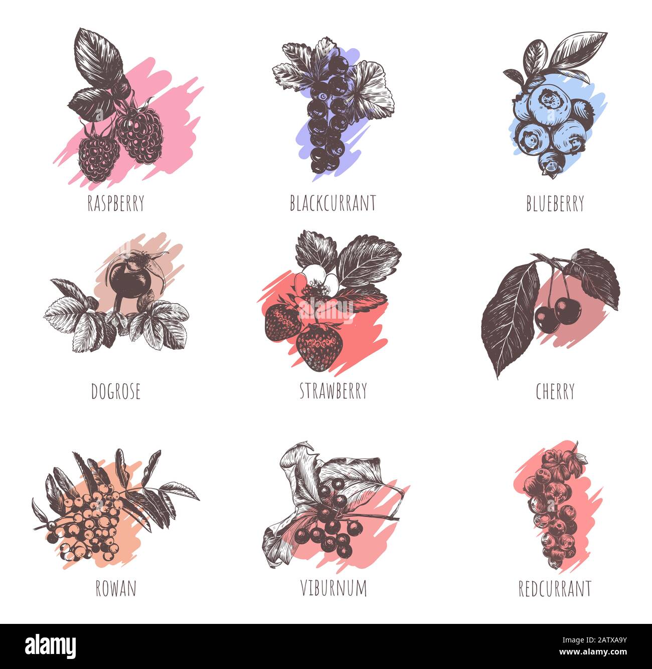 Collection of berries vector illustration Stock Vector Image & Art - Alamy