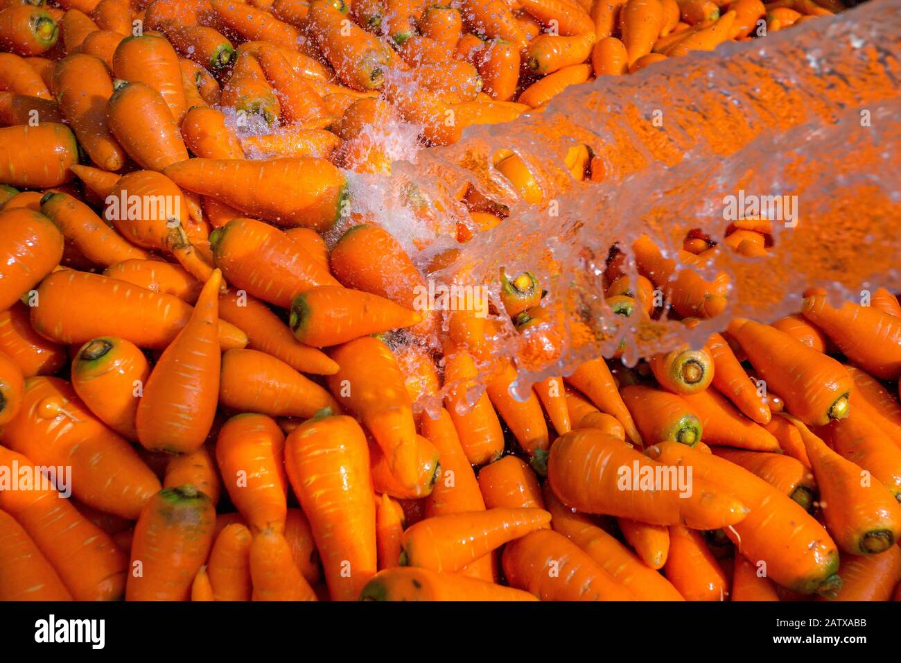 Un-washed and dirty carrot washing on throw pipe water. Food background ...