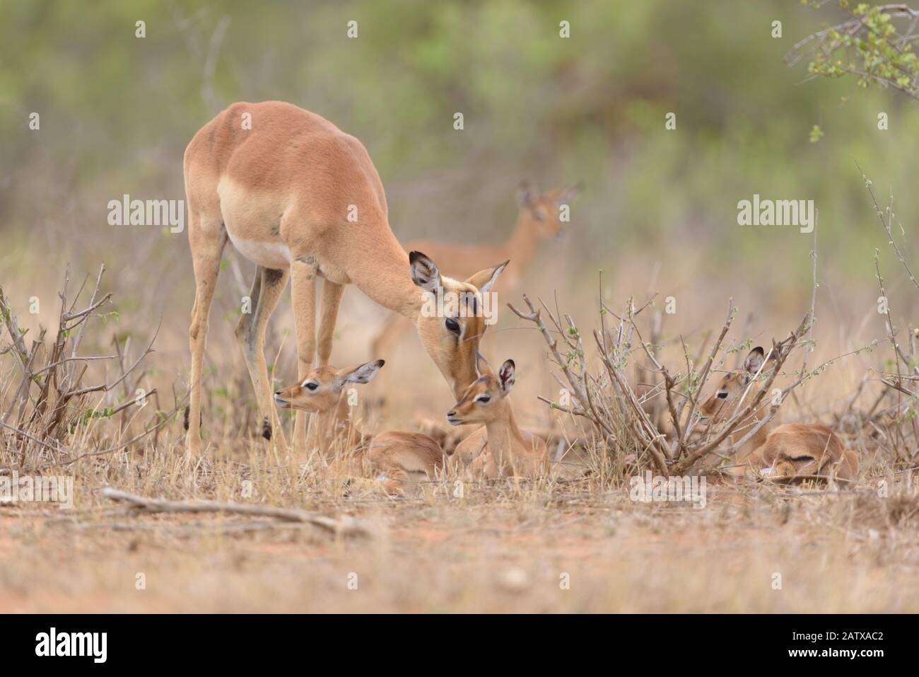 Impala Ewe With Calf High Resolution Stock Photography and Images - Alamy