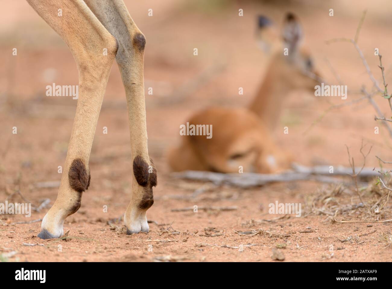 impala calf, baby impala Stock Photo - Alamy