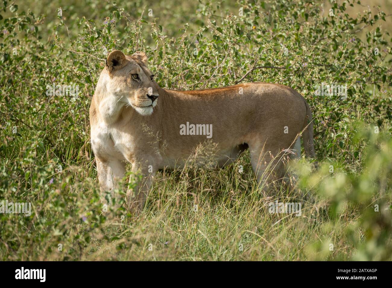 Lioness stands in leafy bushes looking back Stock Photo - Alamy