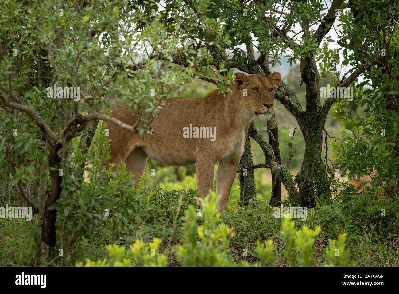 Lion standing looking down panthera hi-res stock photography and images ...