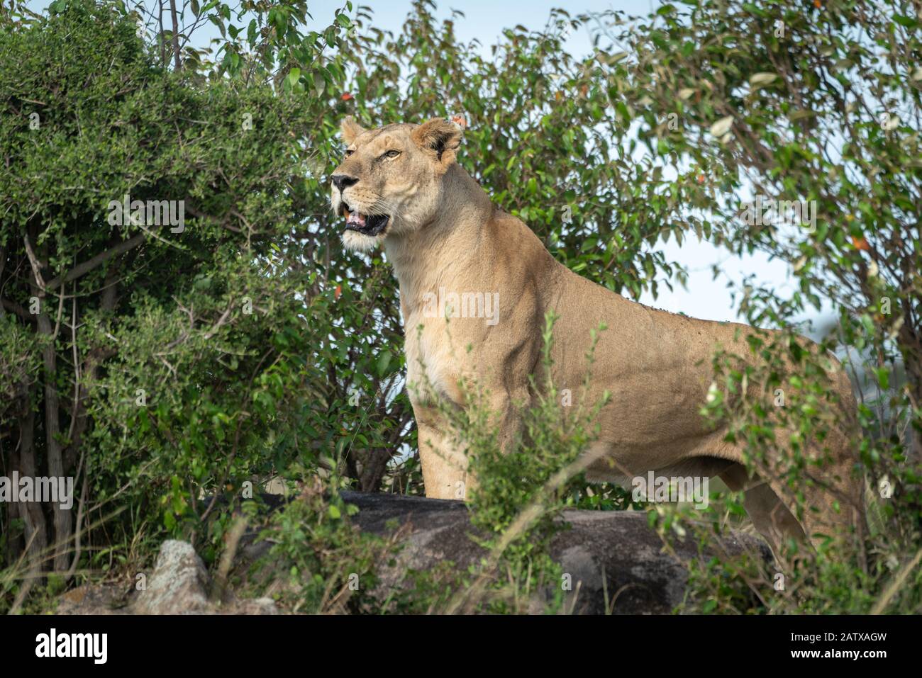 Lioness standing on rock hi-res stock photography and images - Alamy