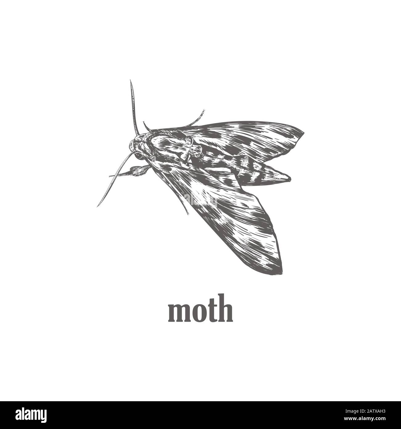 Moth sketch vector illustration Stock Vector Image & Art - Alamy