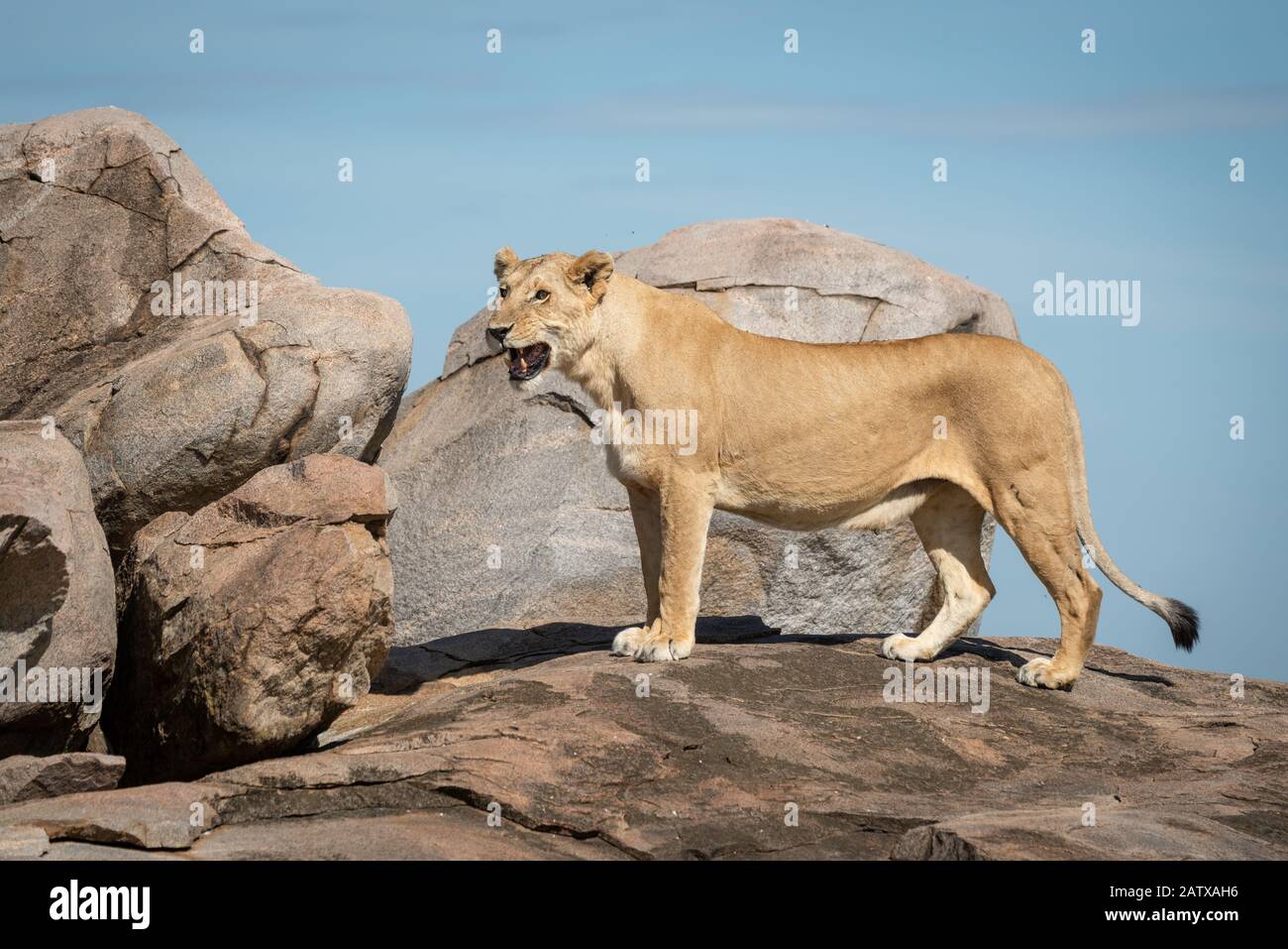 Standing lion facing left hi-res stock photography and images - Alamy